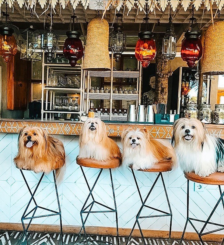 Best Pet-Friendly Cafes / Restaurants in Bali | What's New Indonesia